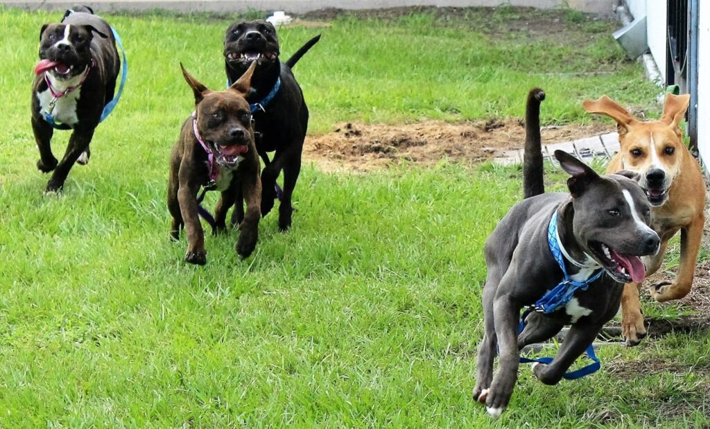Impact Report - Dogs Playing for Life